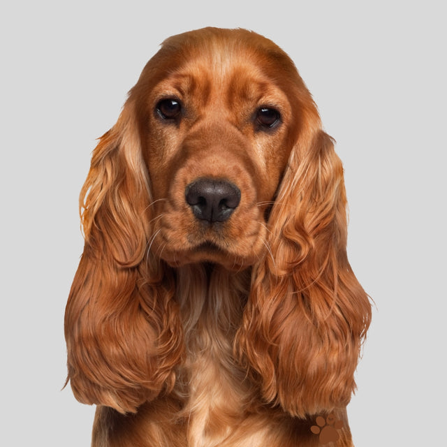 Posh Pets – poshpetsin